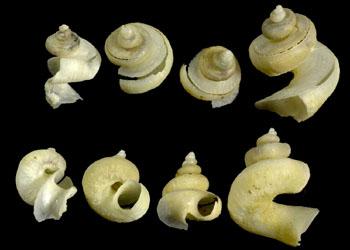 Variety of Life: Siliquariidae