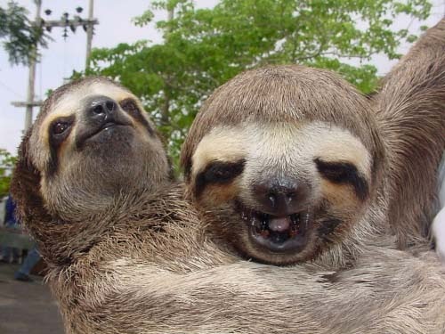 [ ADAR 1980 ]: The Mistery of The Hairless Sloth