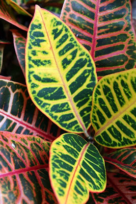 Style Key West: Color Stories: Local Color Inspiration