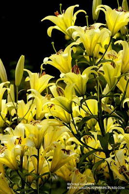 Digital Flower Pictures.com: Golden Oriental Lily