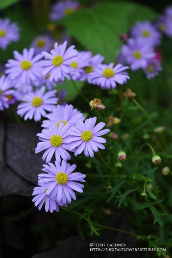 Digital Flower Pictures.com: Swan River Daisy