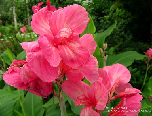 Digital Flower Pictures.com: Pink Canna Lily