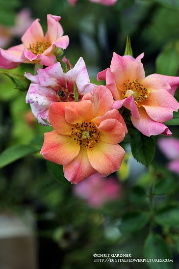 Digital Flower Pictures.com: Happy Chappy Groundcover Rose