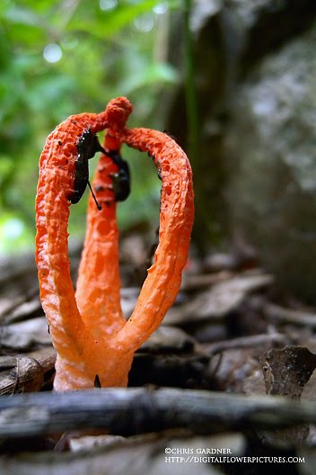 Digital Flower Pictures.com: Stinky Squid