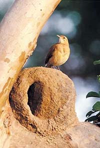 BOLICHE PULPERIA: NUESTROS PAJAROS: EL HORNERO