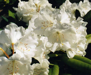 Living in Season: Fragrant Rhododendrons