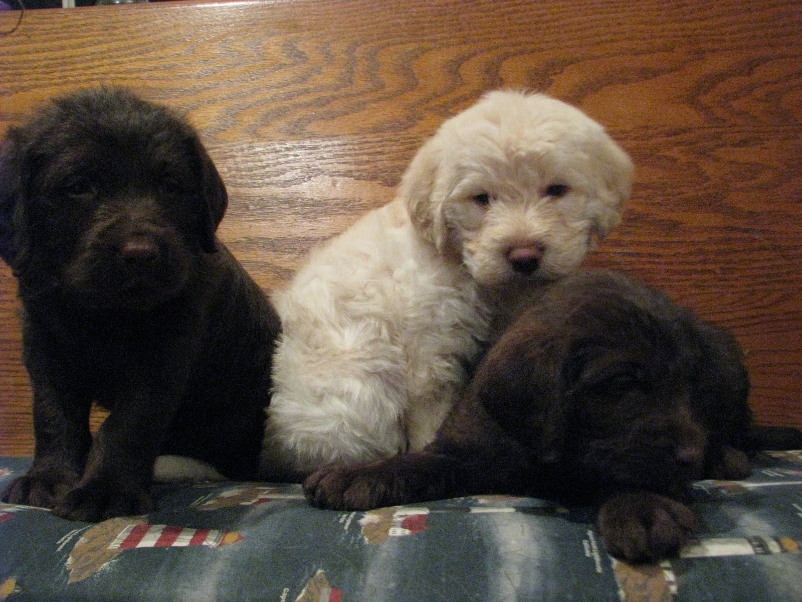 jenspuppies: Labradoodle puppies ....5 weeks old