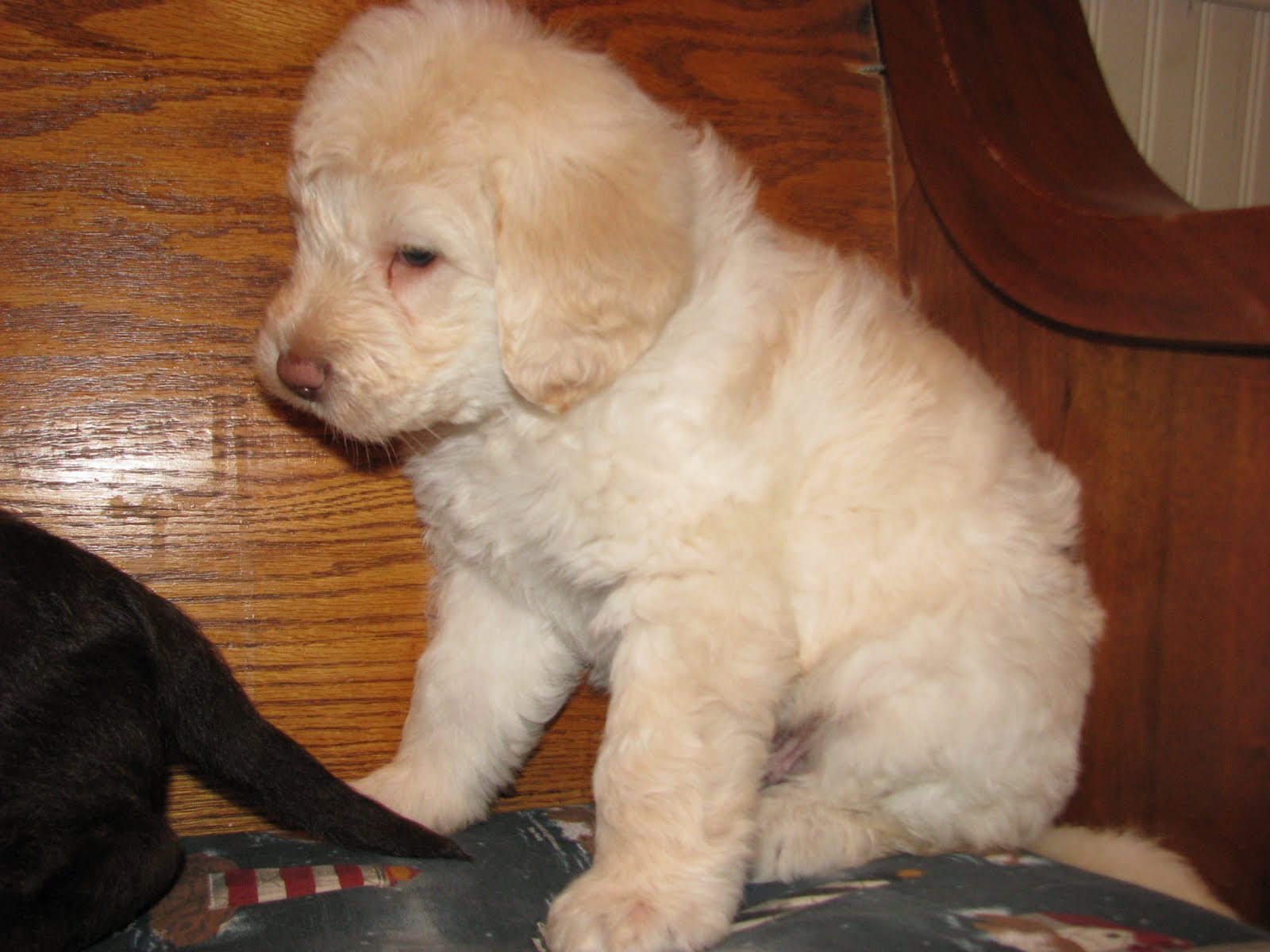jenspuppies: Labradoodle puppies ....5 weeks old