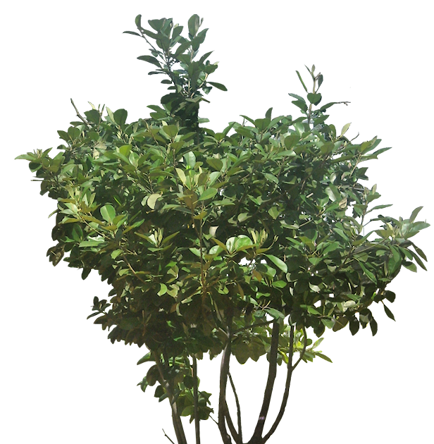 Tropical Plant Pictures: Ficus Platypoda ( Rock fig).