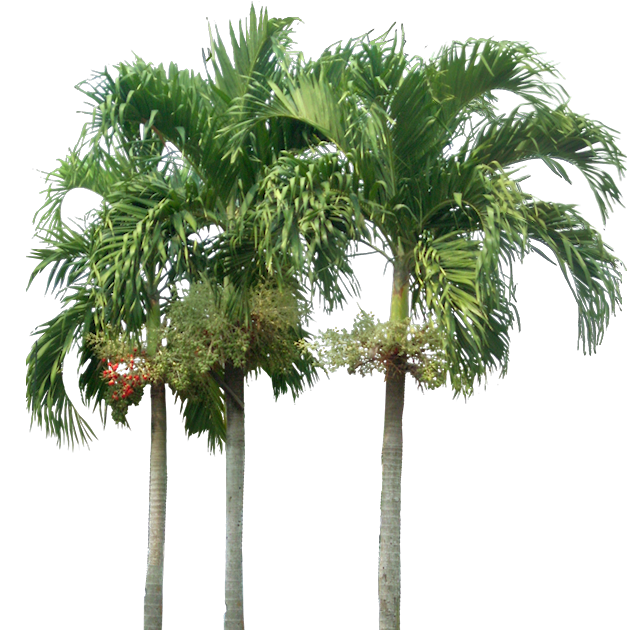 Tropical Plant Pictures: Veitchia merillii ( Christmas Palm )