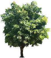 Tropical Plant Pictures: Ficus Virens (White Fig)