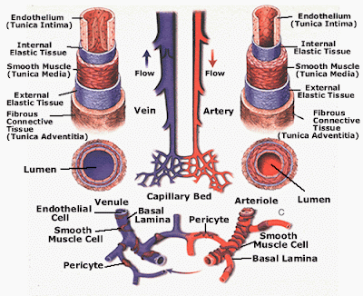 Basic Structure of a Blood Vessel | Human Cardiovascular System