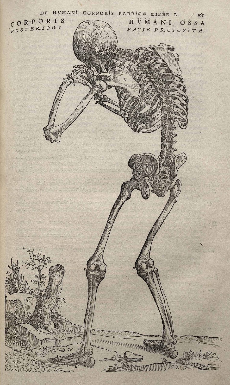 Vintage Ephemera: Lithograph and etchings, skeletons - 1837,1543