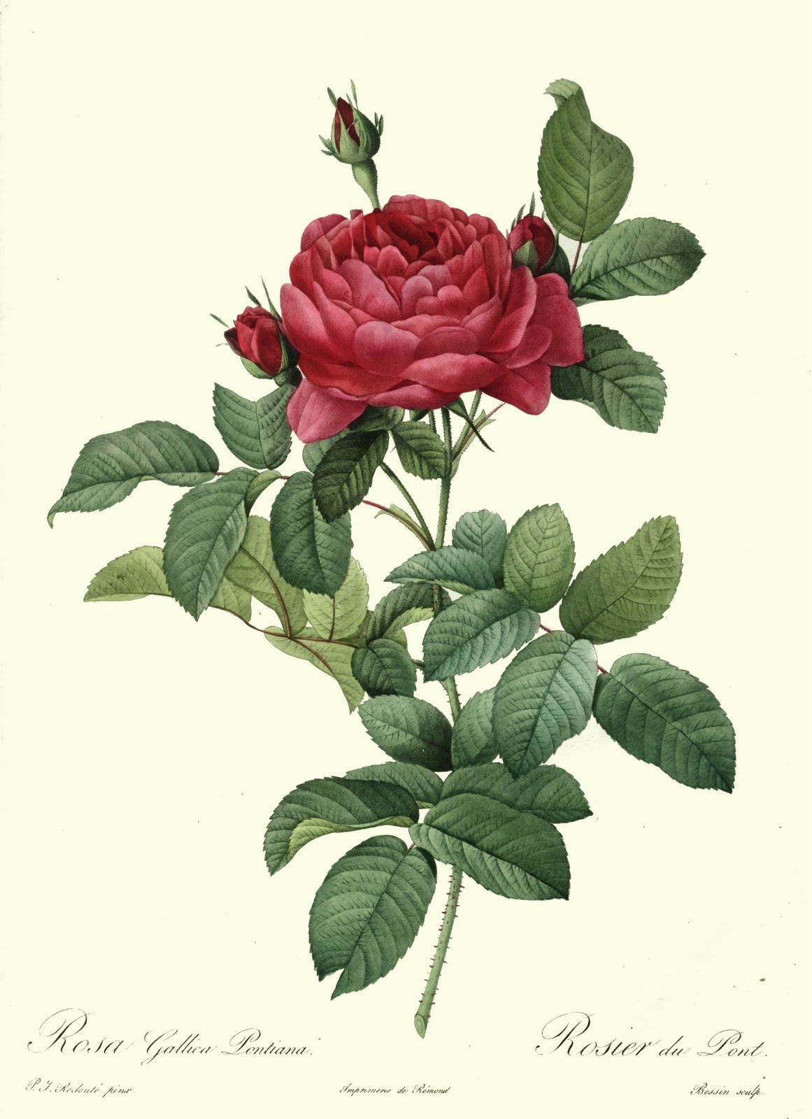 Vintage Ephemera: Roses by Redouté, 1824