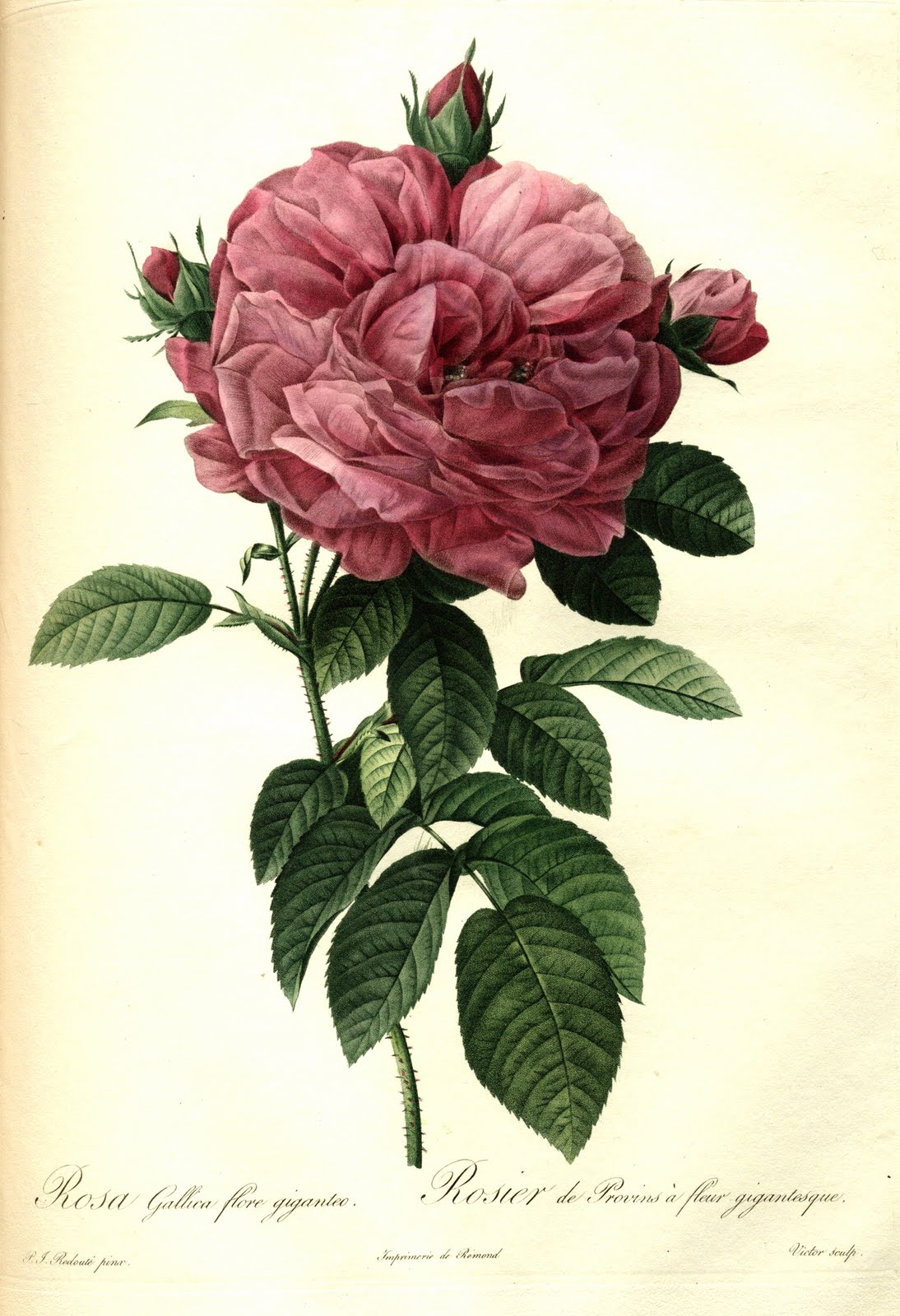 Vintage Ephemera: Roses by Redouté, 1824