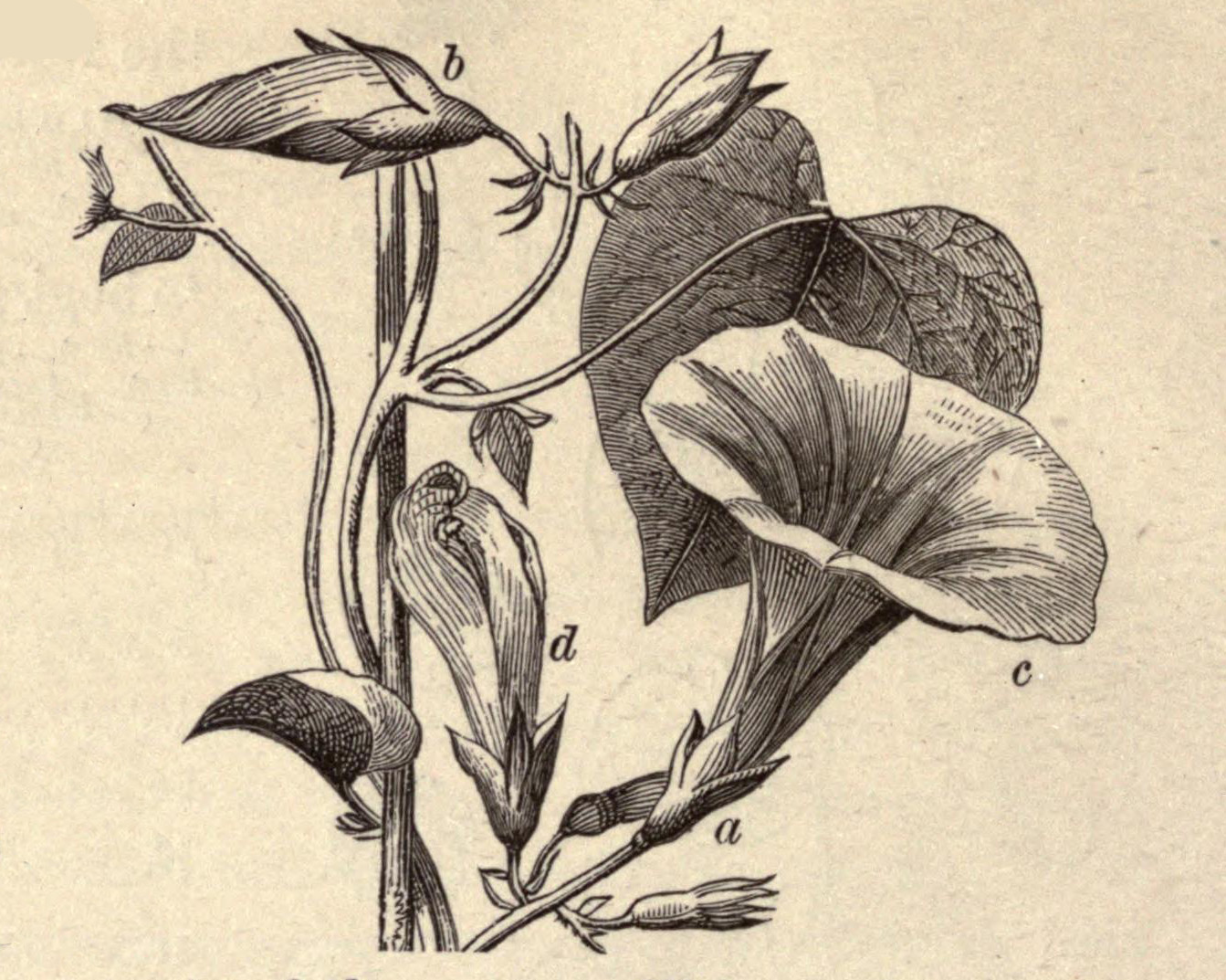 Vintage Ephemera: Engraved botany plate, Morning Glory, 1879