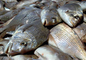 Over Fishing In The Pacific