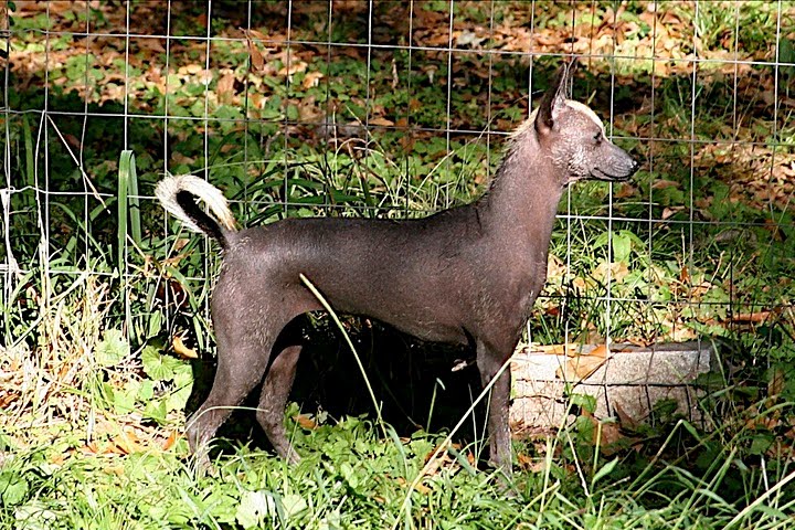 BareNakedDoggies: Xoloitzquintle, Dog of the Gods
