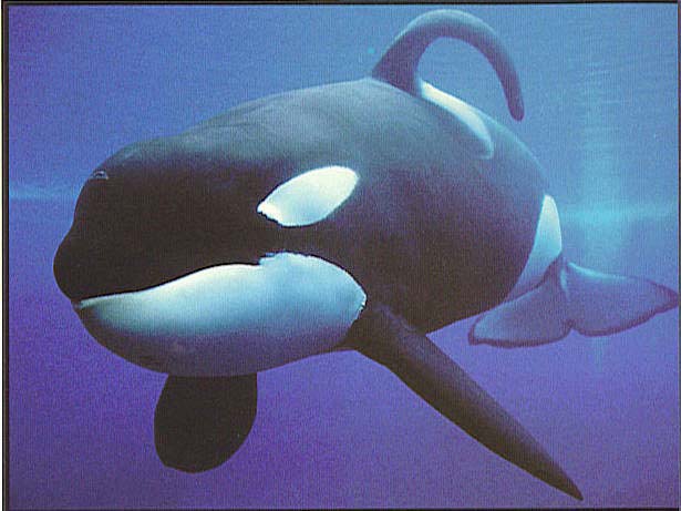 MFPS's History & Theology Blog: 7 years ago today, the world lost Keiko ...