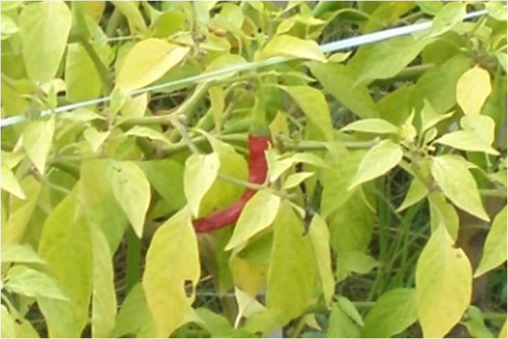 BAKTI DISEMAI DAN JANJI DITUNAI: NEKROSIS DAN KLOROSIS