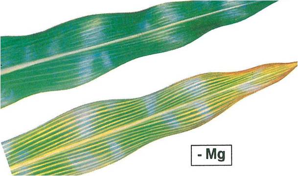 BAKTI DISEMAI DAN JANJI DITUNAI: NEKROSIS DAN KLOROSIS