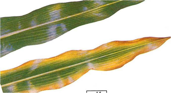 BAKTI DISEMAI DAN JANJI DITUNAI: NEKROSIS DAN KLOROSIS