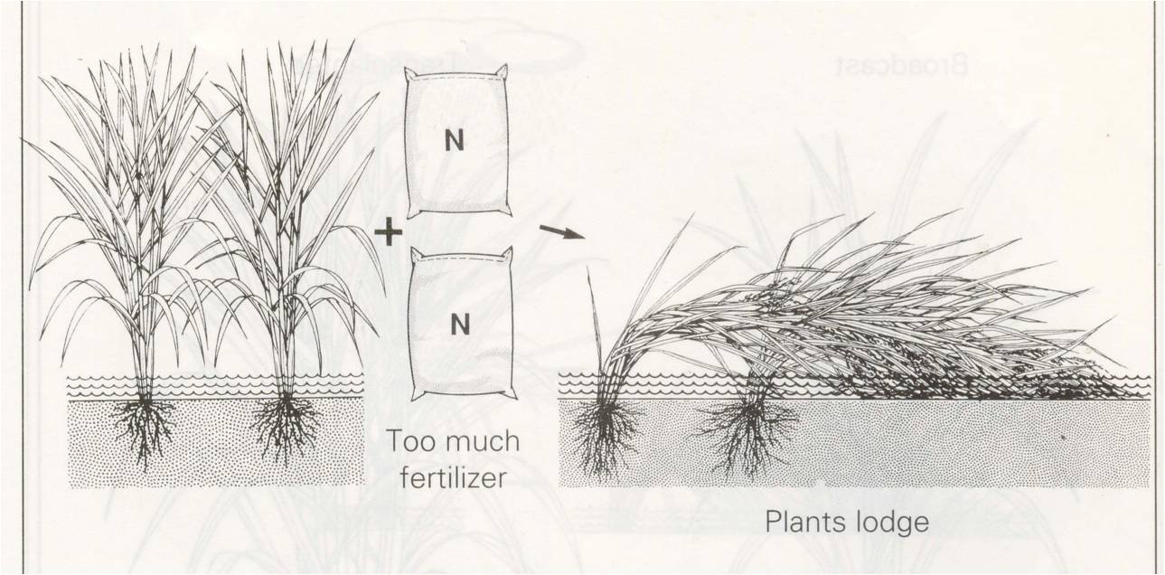 BAKTI DISEMAI DAN JANJI DITUNAI: PEMBAJAAN PADI KALI KE DUA