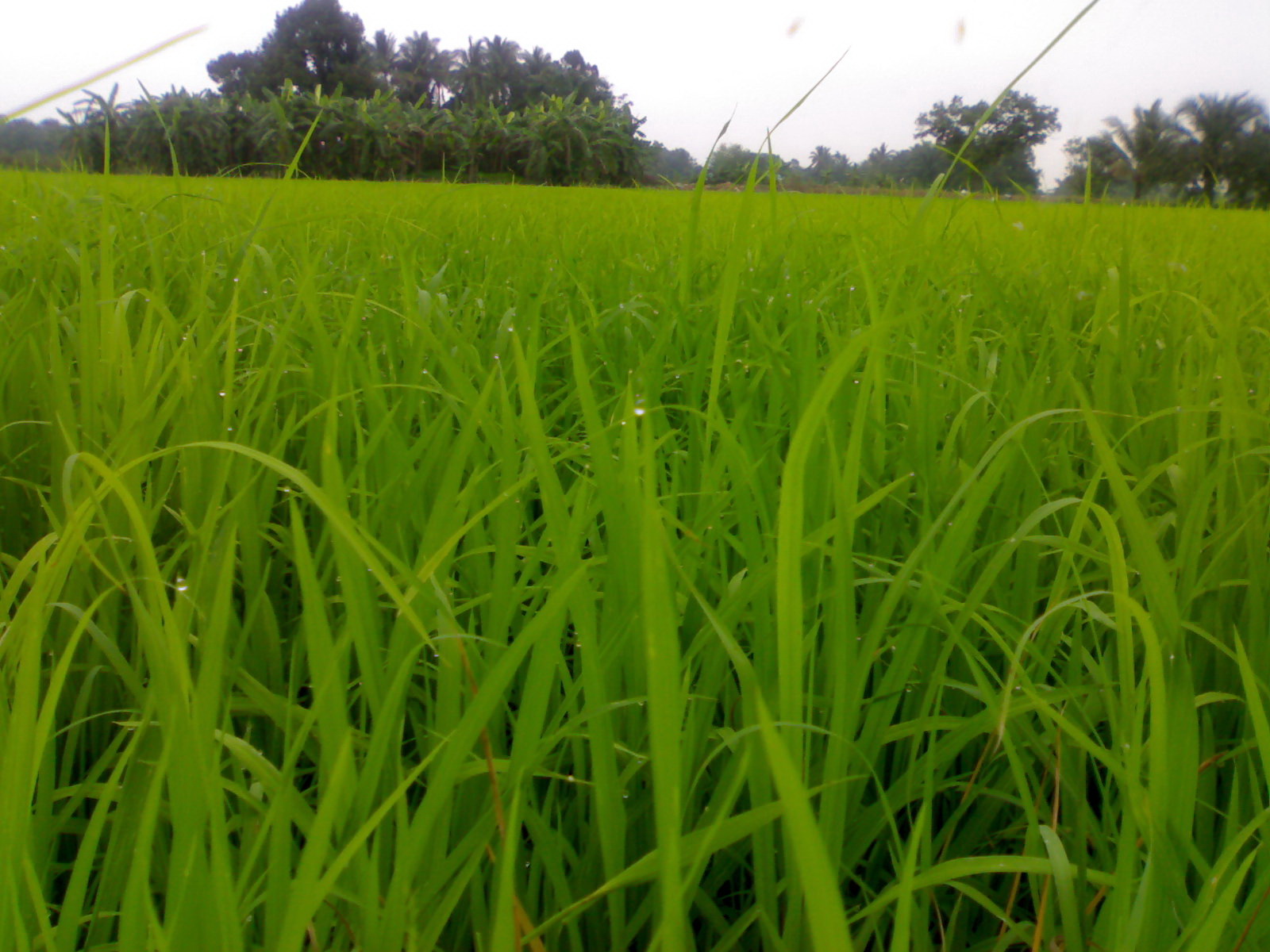 BAKTI DISEMAI DAN JANJI DITUNAI: PADI ANGIN dan masalah air