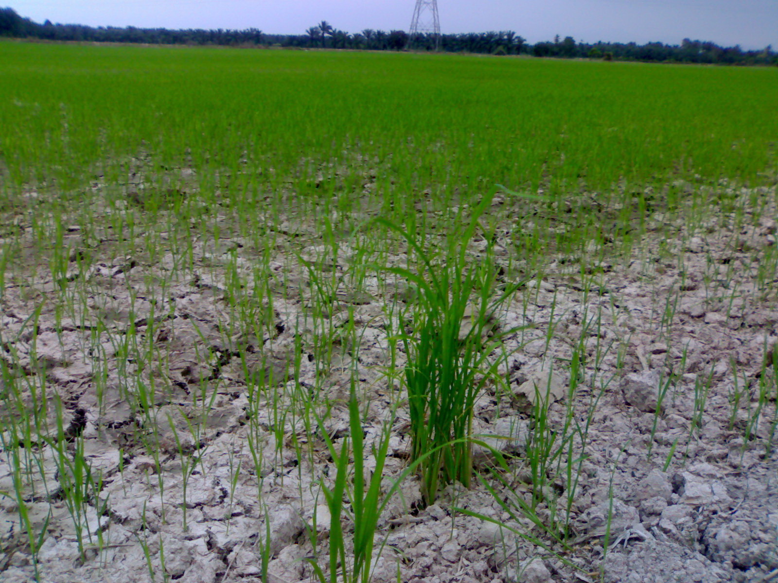 BAKTI DISEMAI DAN JANJI DITUNAI: AKTIVITI TANI 21 APRIL 2010