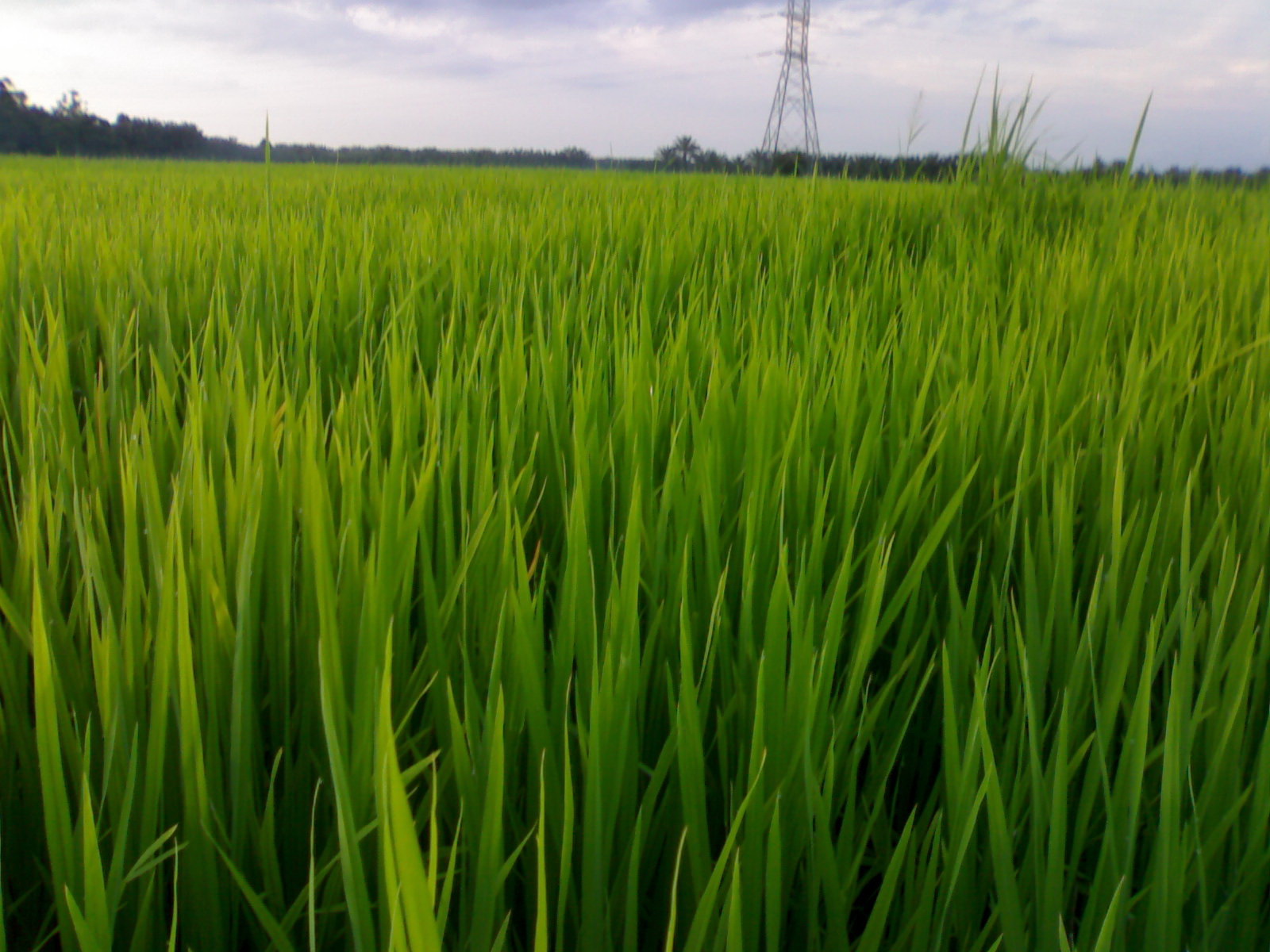 BAKTI DISEMAI DAN JANJI DITUNAI: PADI 65 HLT (HARI LEPAS TABUR ...