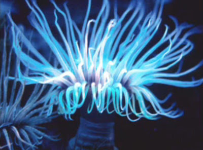 Mares fauna peces abundancia de vida: ALGAS SIMBIOTICAS