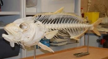 Mares fauna peces abundancia de vida: TELEÓSTEOS