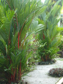 TUMBUHAN HIASAN...: POKOK PINANG MERAH