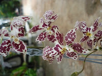 KOLEKSI ORKID: RUMAH ORKID...