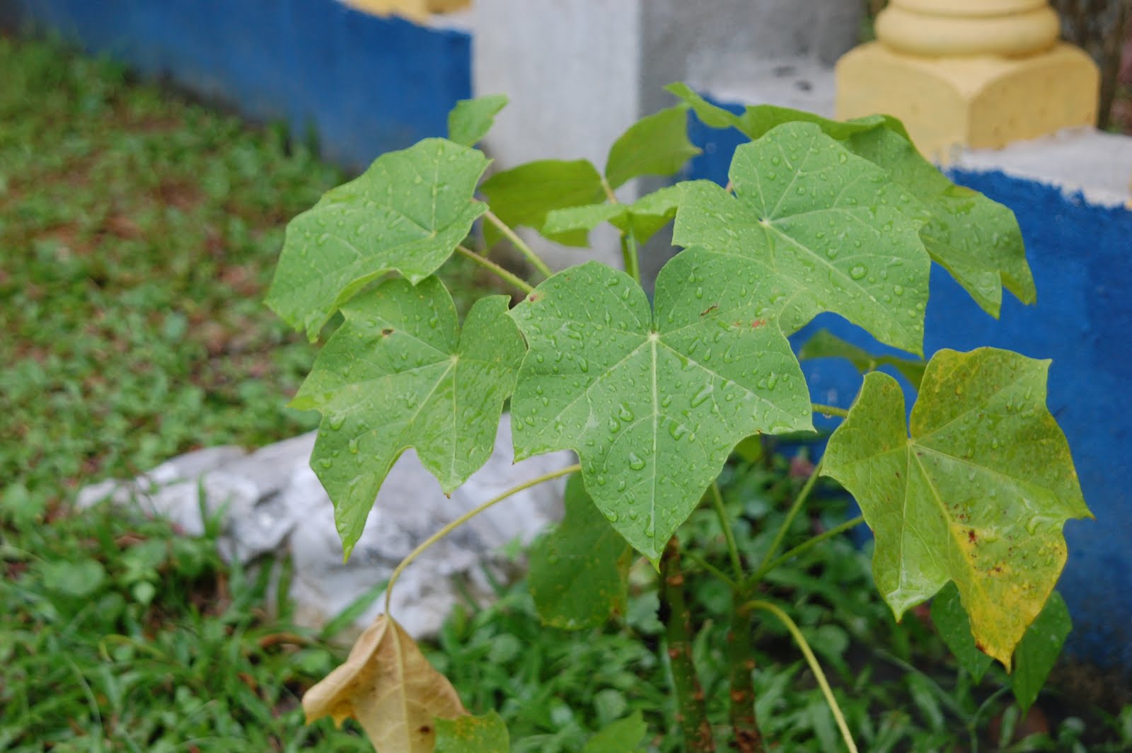 SK BANDAR SUNWAY: Pokok Herba di TAMAN HERBA