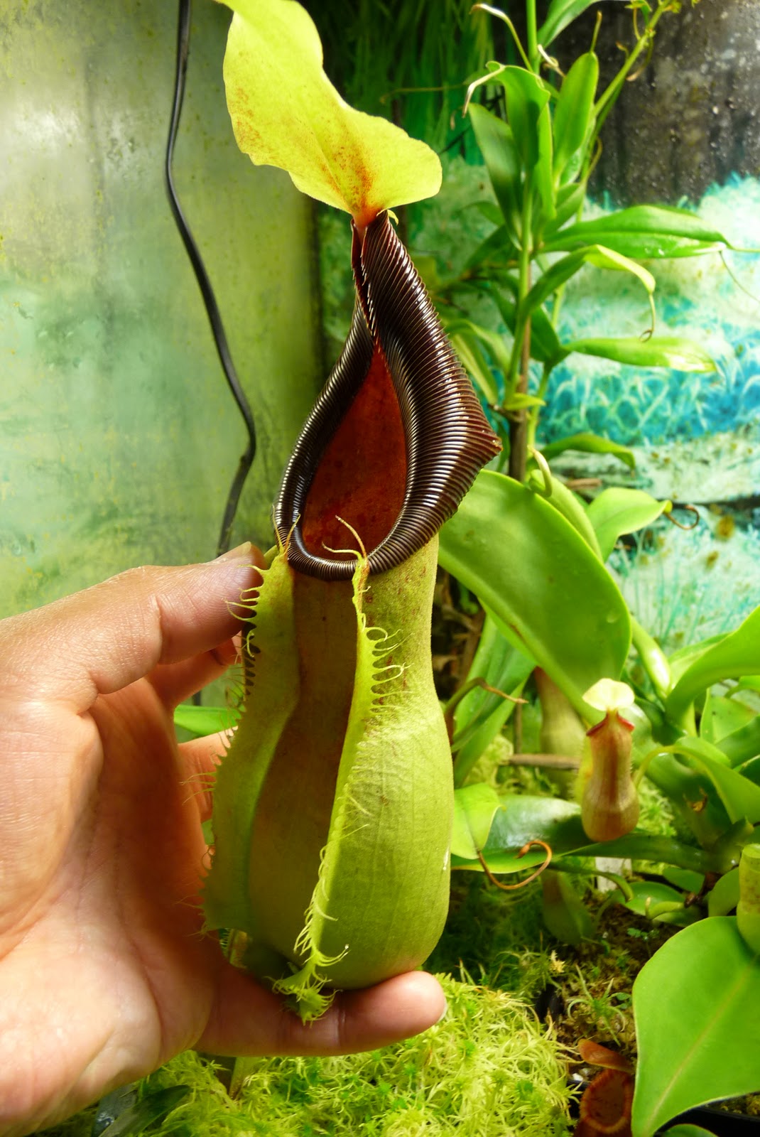Nepenthes spathulata - Alchetron, The Free Social Encyclopedia