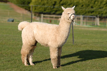 Mariah Hill Alpacas Livestock Exports: Alpacas...Colic