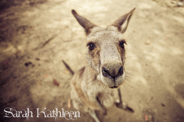 Sarah Kathleen: 2010 Adventure!