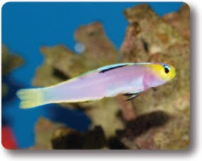 Reef River Reptile