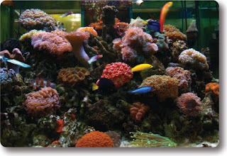 Reef River Reptile