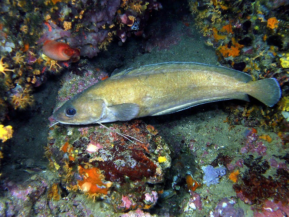 Iluminación Profunda: Brotola de roca