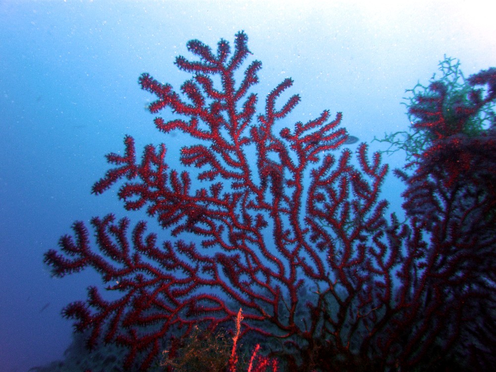 Iluminación Profunda: Paramuricea Clavata (Gorgonia roja)