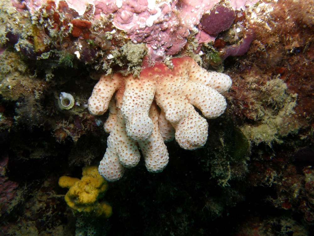 Iluminación Profunda: Alcyonium acaule (mano de muerto)