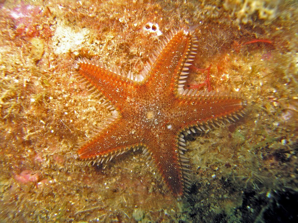 Iluminación Profunda: Astropecten aranciacus (Estrella de arena anaranjada)
