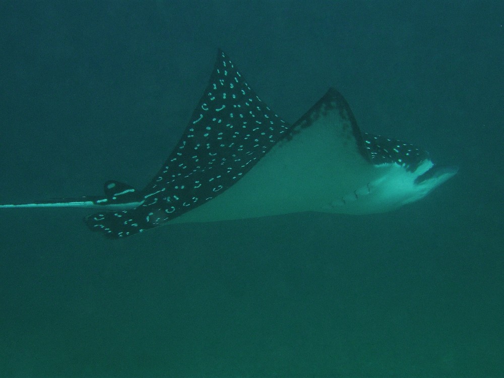Iluminación Profunda: Raya aguila (Costa Rica)