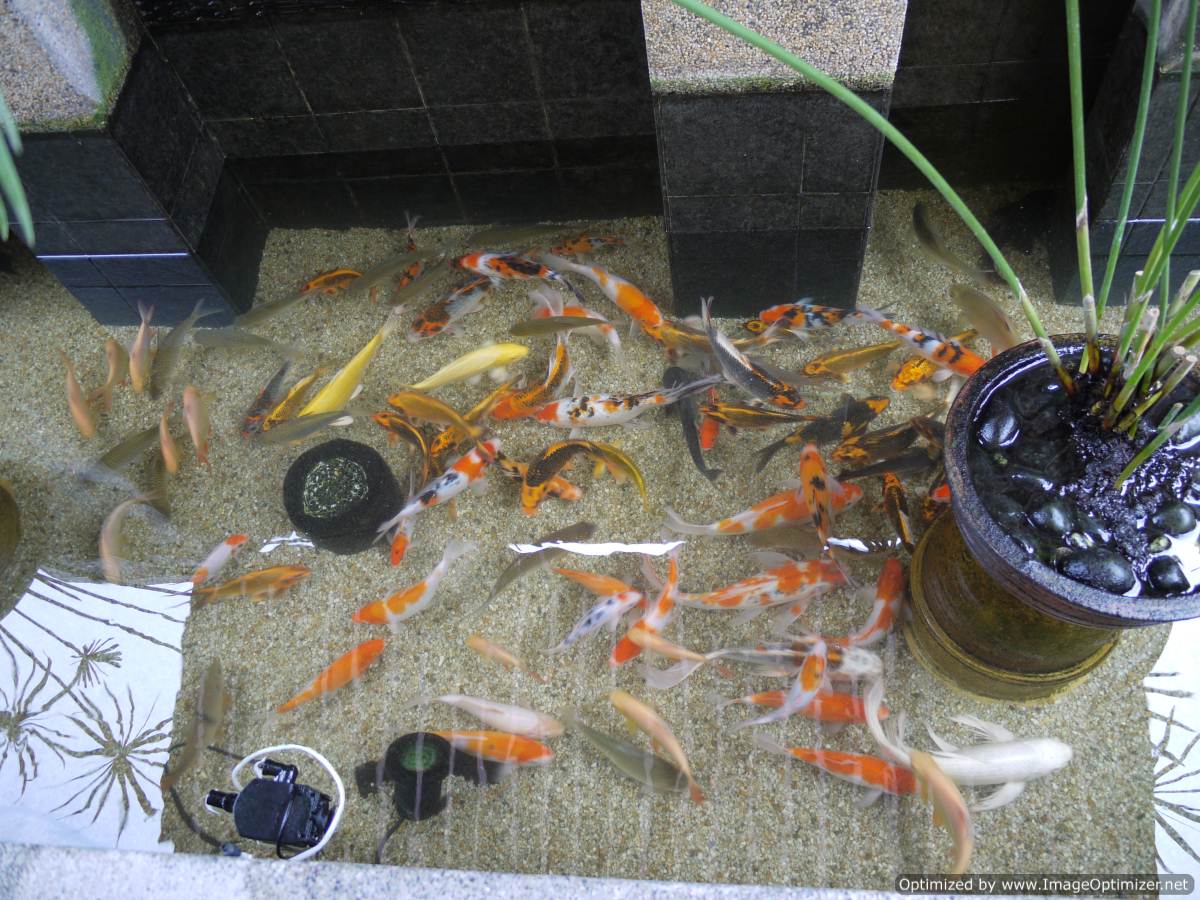 CaHaYa CiNta Ku: CuCi KoLaM iKaN