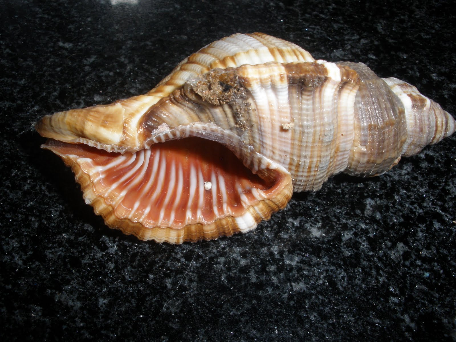 Como vejo a vida: MINHA COLEÇÃO DE CONCHAS