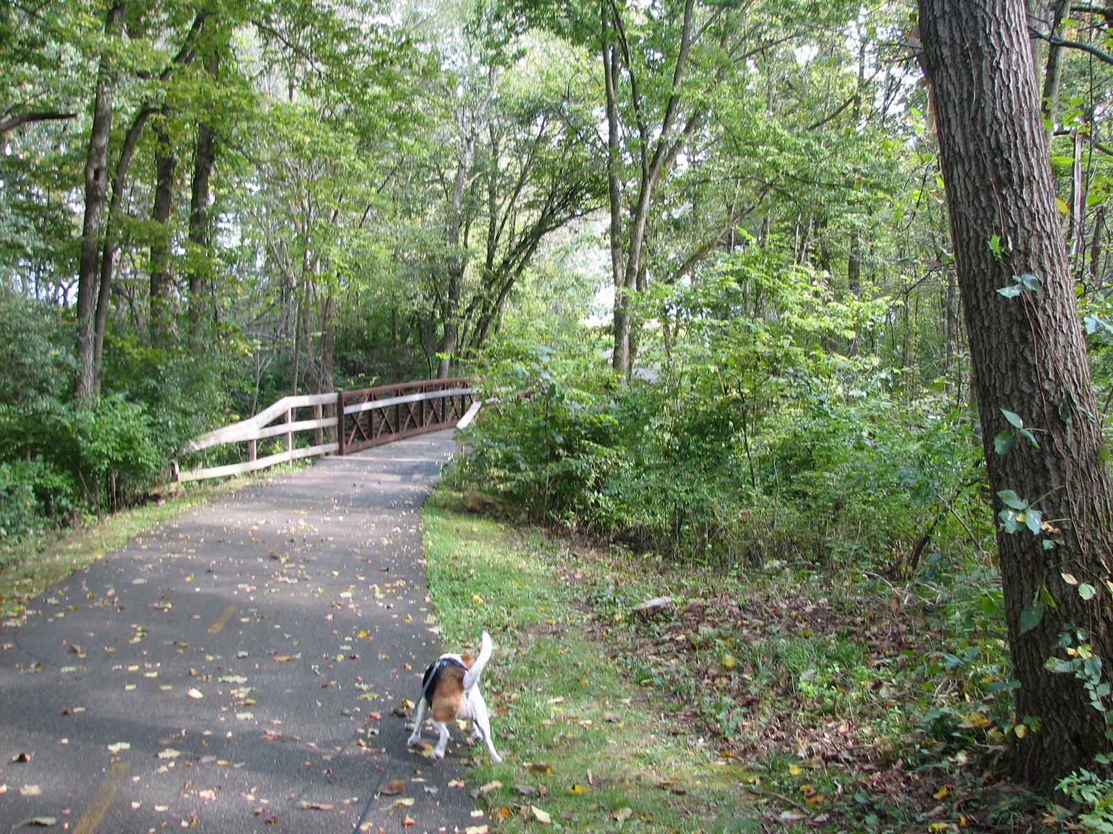 Musings from Illinois: Blackhawk Springs Forest Preserve Hike With the ...