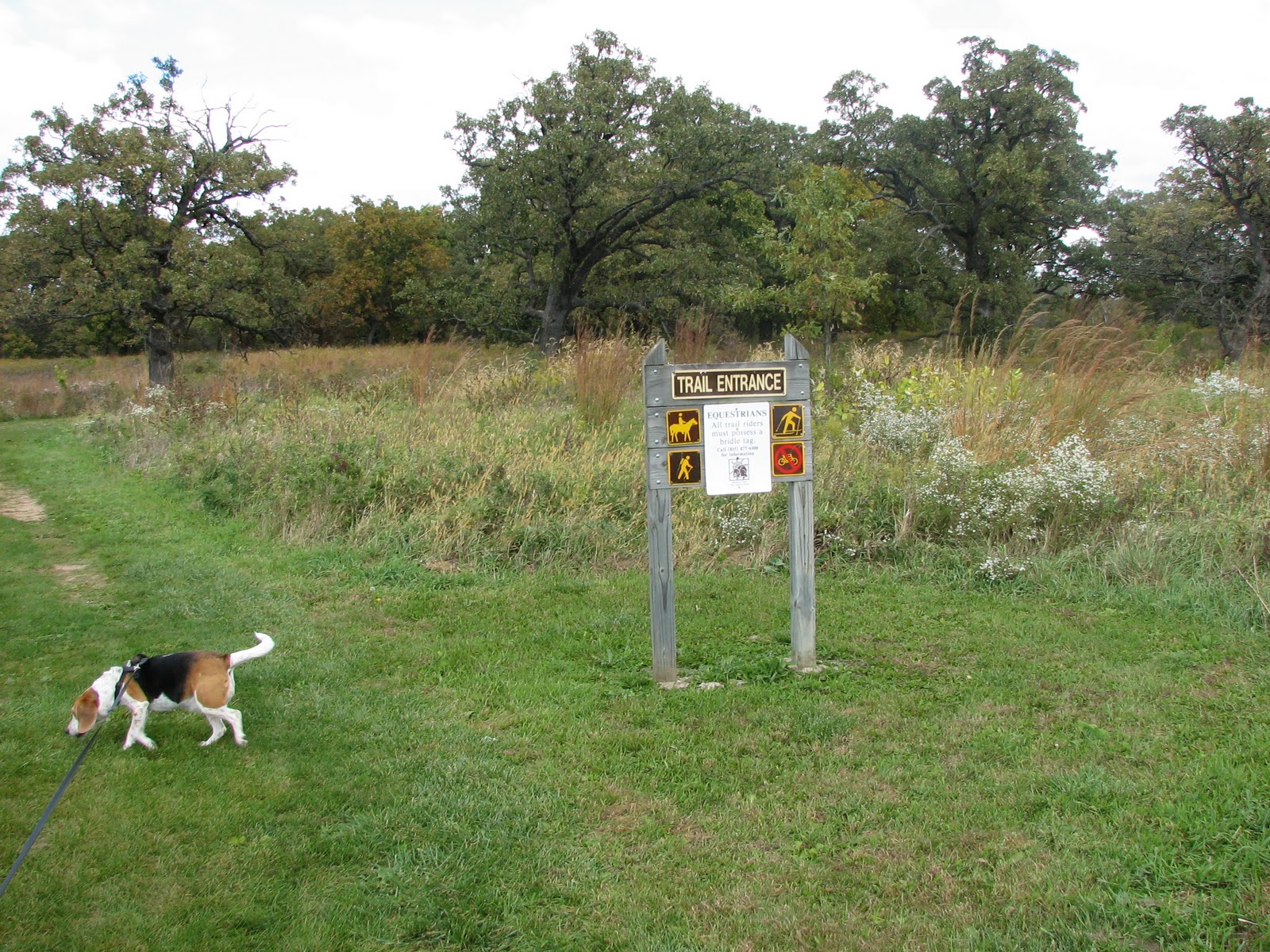 Musings from Illinois: Oak Ridge Forest Preserve 10-3-10