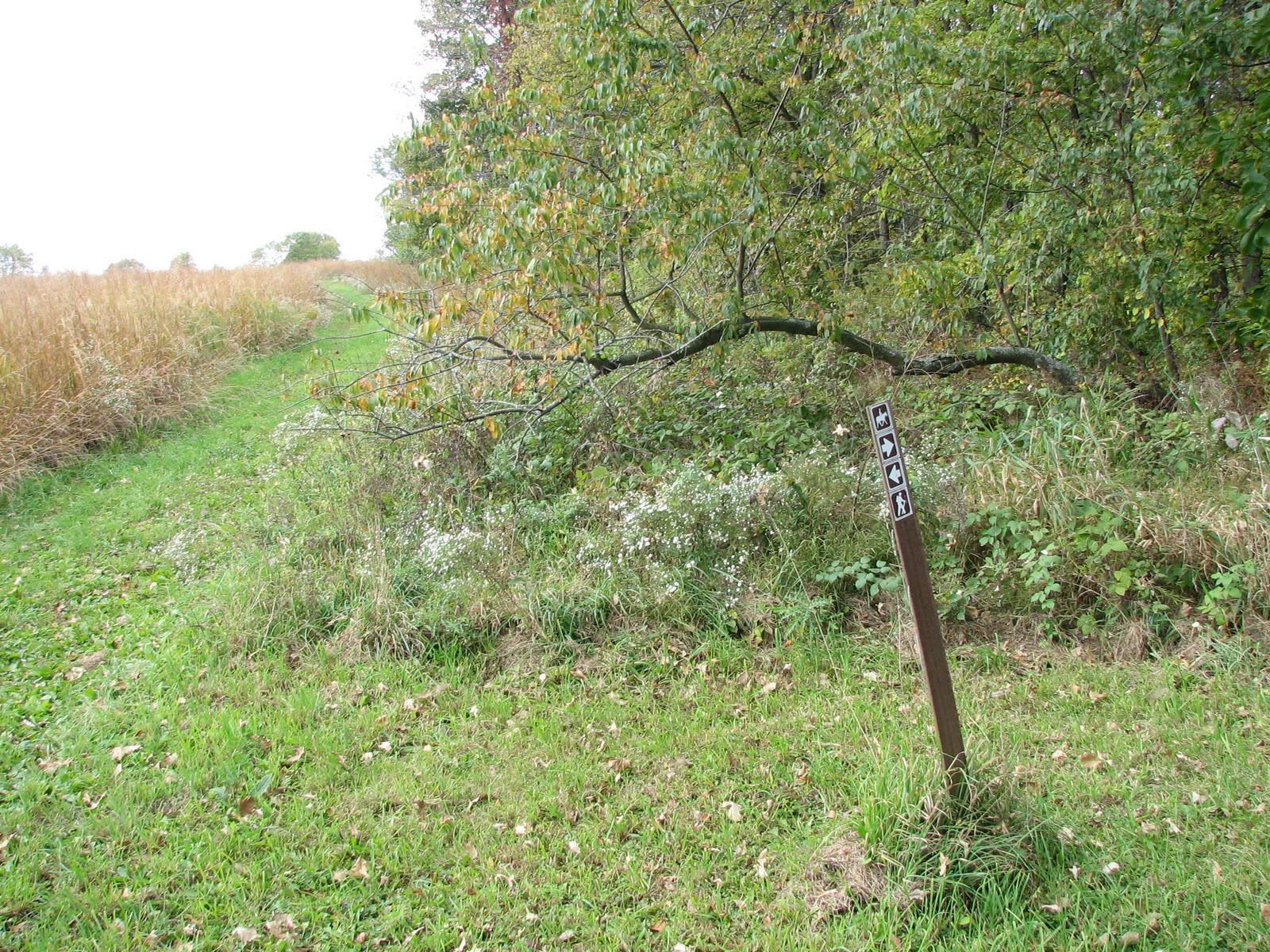 Musings from Illinois: Oak Ridge Forest Preserve 10-3-10